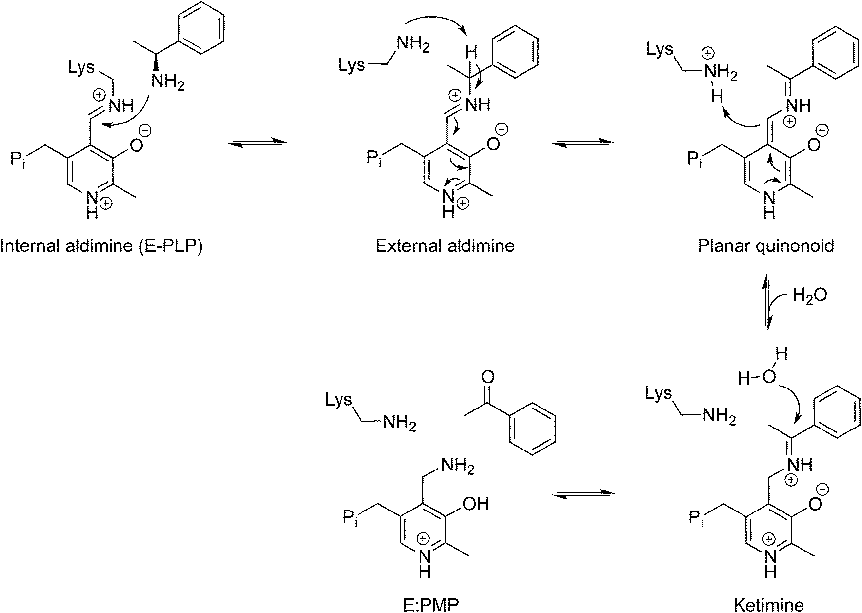 Transamination Mechanism
