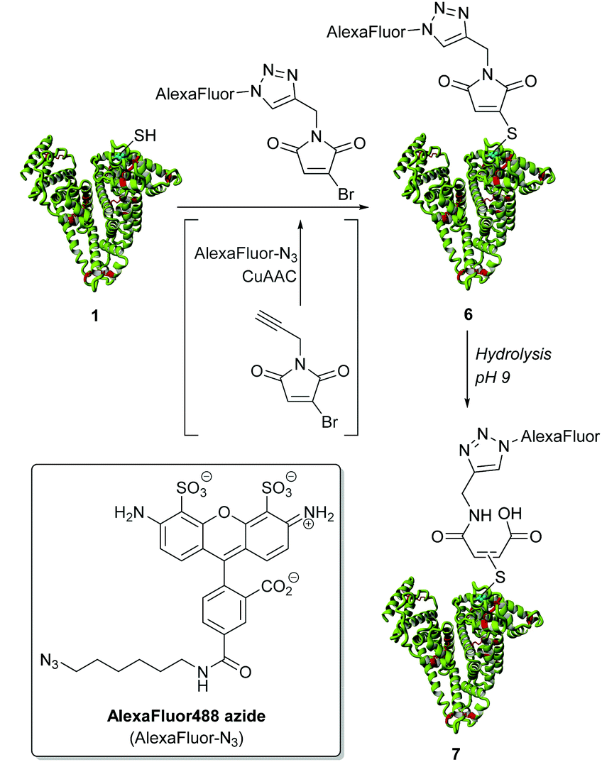 A platform for efficient, thiol-stable conjugation to albumin's native ...