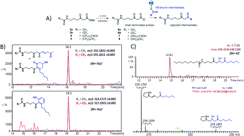Chemical chain termination resolves the timing of ketoreduction in a partially reducing ...