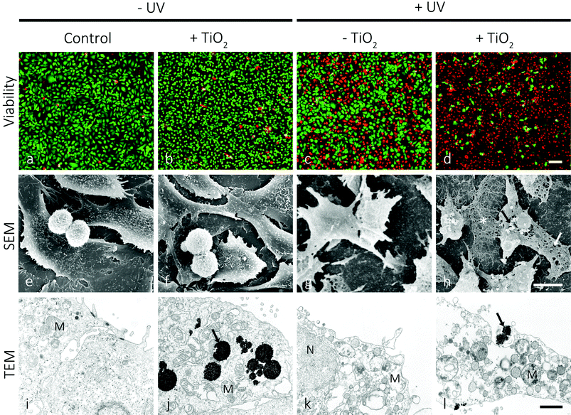 Combined cytotoxic effect of UV-irradiation and TiO 2 microbeads in ...