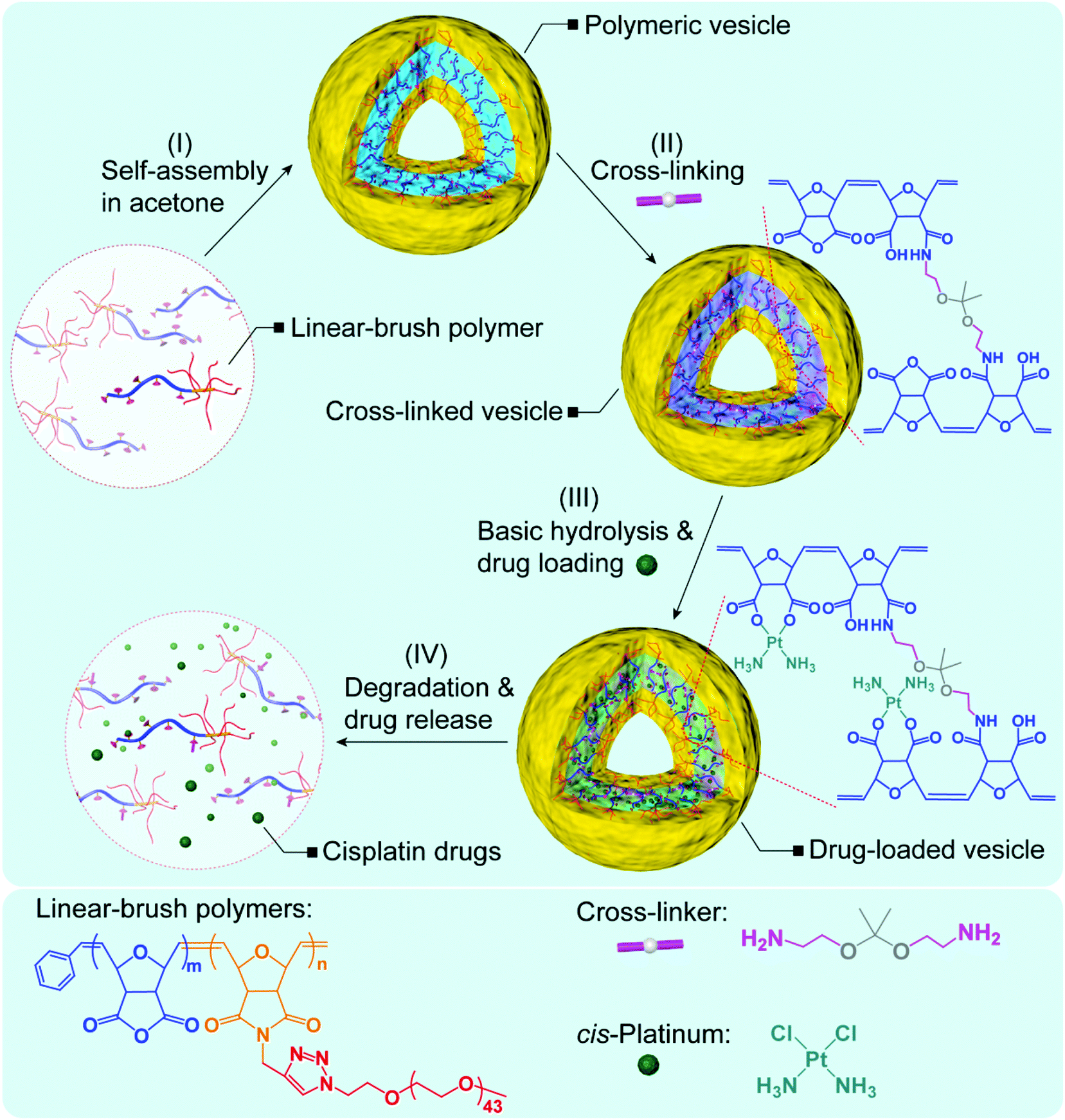 Degradable cross-linked polymer vesicles for the efficient delivery of ...