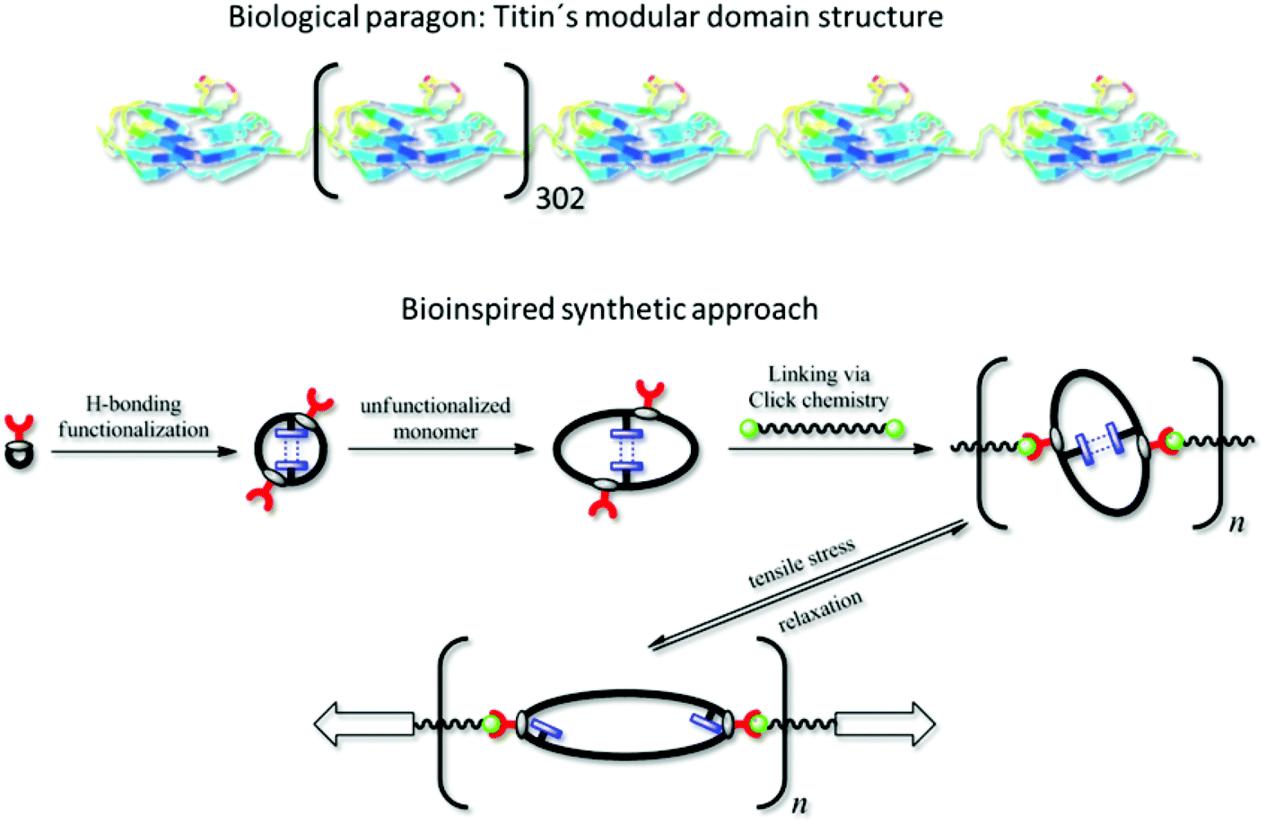 Titin-mimicking polycyclic polymers with shape regeneration and healing ...