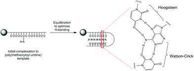 Templated polymerizations on solid supports mediated by complementary ...