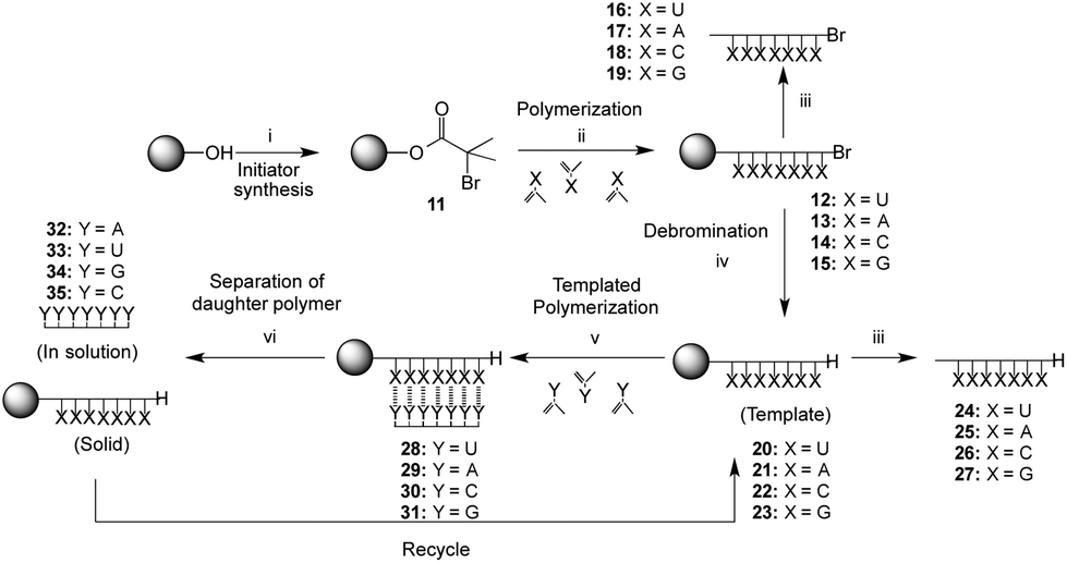 Templated polymerizations on solid supports mediated by complementary ...