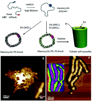 Self-assembly of cyclic polymers - Polymer Chemistry (RSC Publishing ...