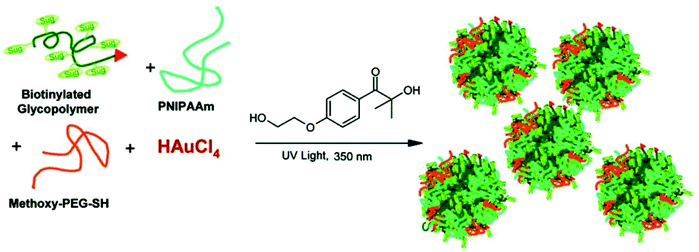 Glyconanoparticles and their interactions with lectins - Polymer ...