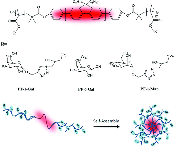 Glyconanoparticles and their interactions with lectins - Polymer ...