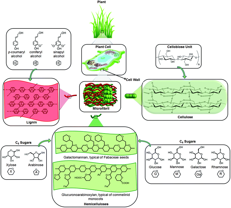Lignocellulosic biomass: a sustainable platform for the production of ...