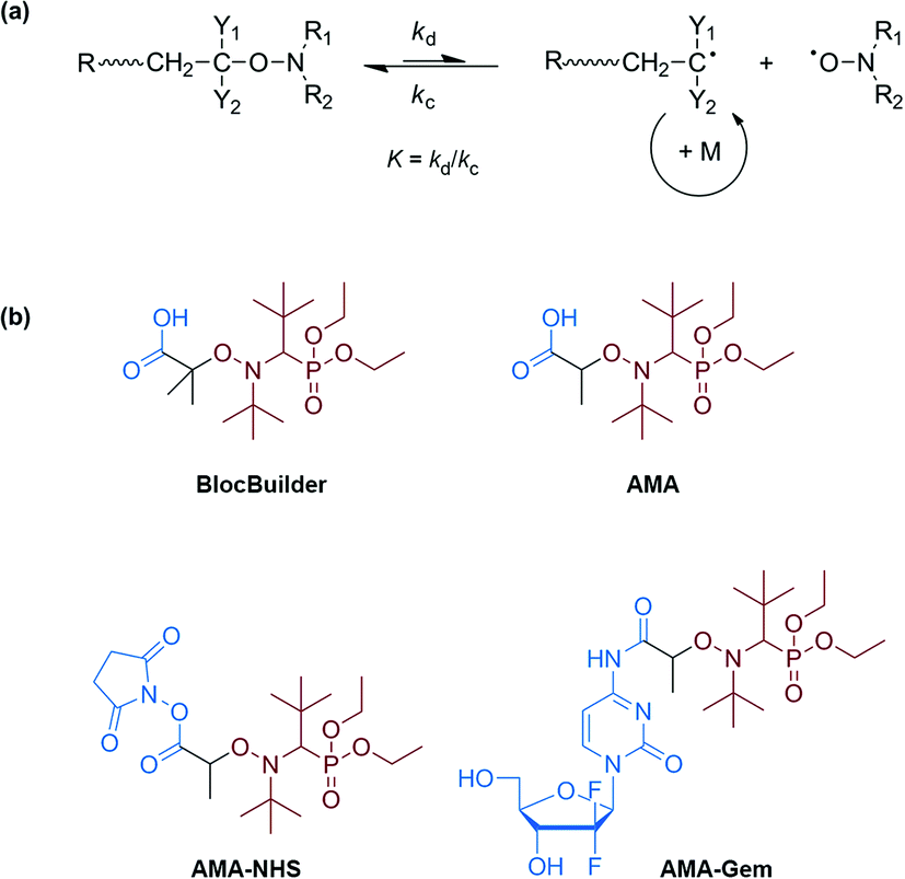 On the structure–control relationship of amide-functionalized SG1-based ...