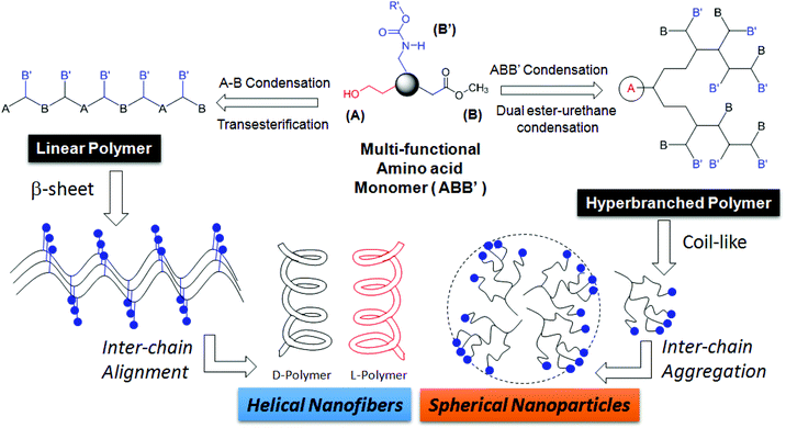 One-pot two polymers: ABB′ melt polycondensation for linear polyesters ...