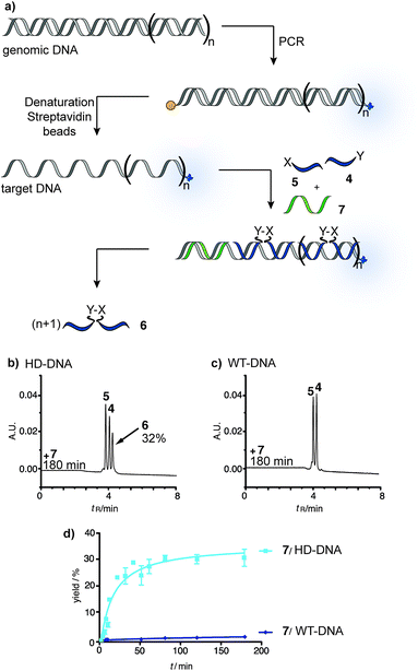 Template-directed ligation on repetitive DNA sequences: a chemical ...