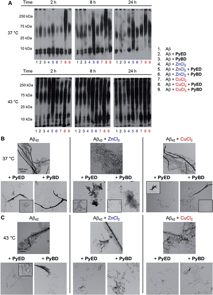 Chelation-induced diradical formation as an approach to modulation of ...