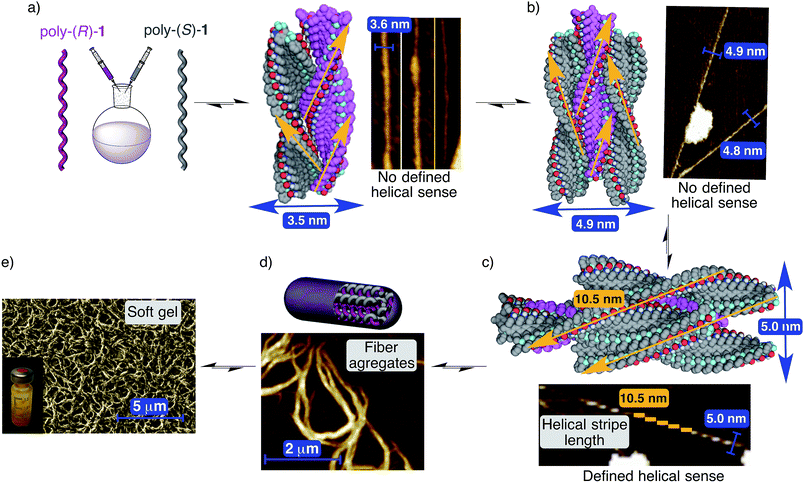 Reversible assembly of enantiomeric helical polymers: from fibers to ...