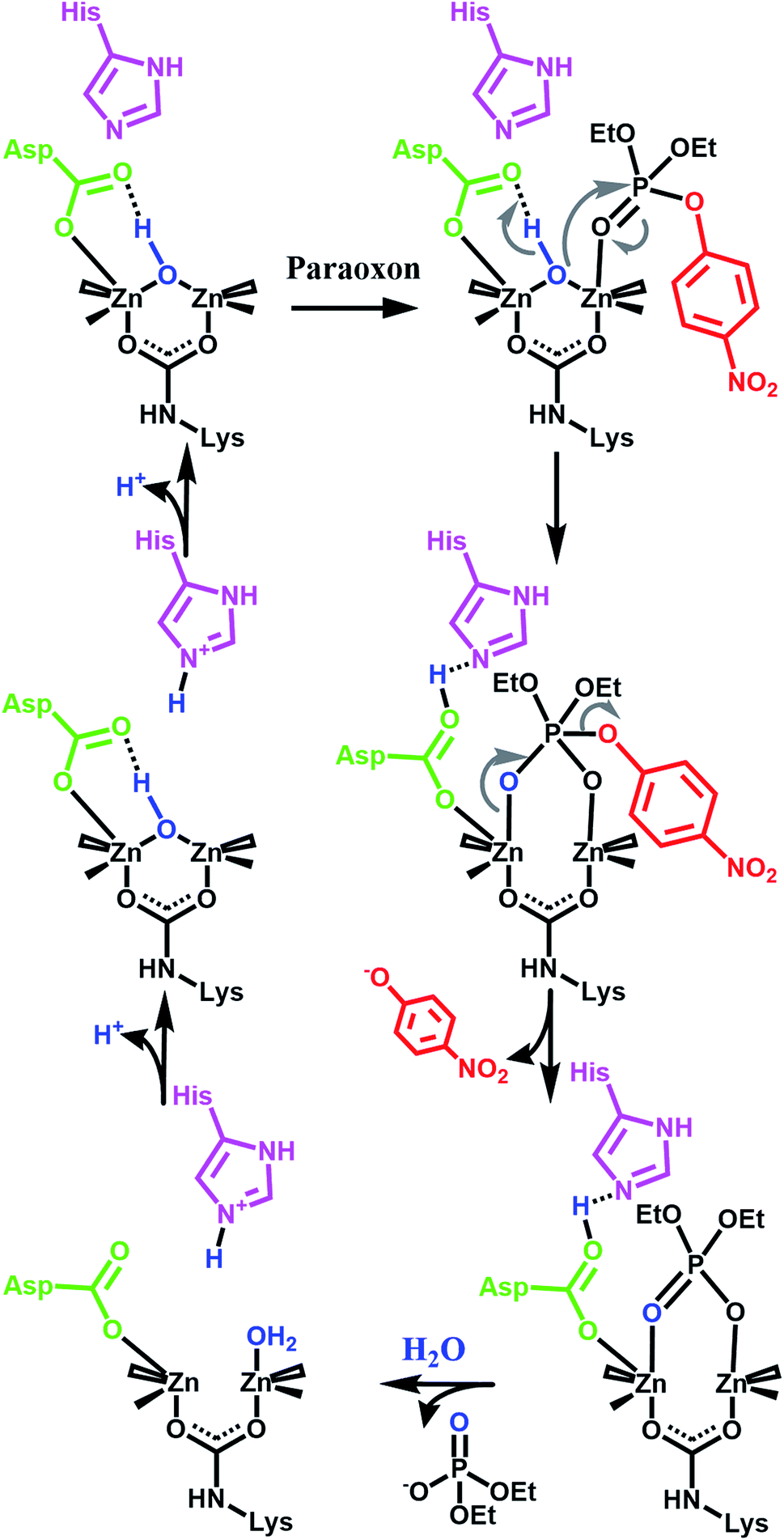 Exploiting parameter space in MOFs: a 20-fold enhancement of phosphate-ester hydrolysis with UiO ...