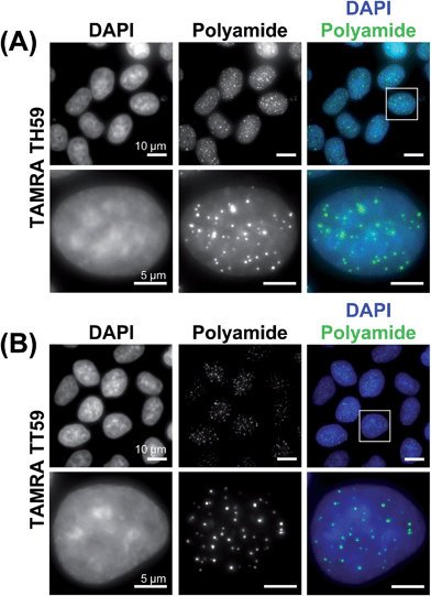 Tandem trimer pyrrole–imidazole polyamide probes targeting 18 base ...