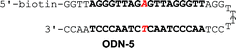 Tandem trimer pyrrole–imidazole polyamide probes targeting 18 base ...