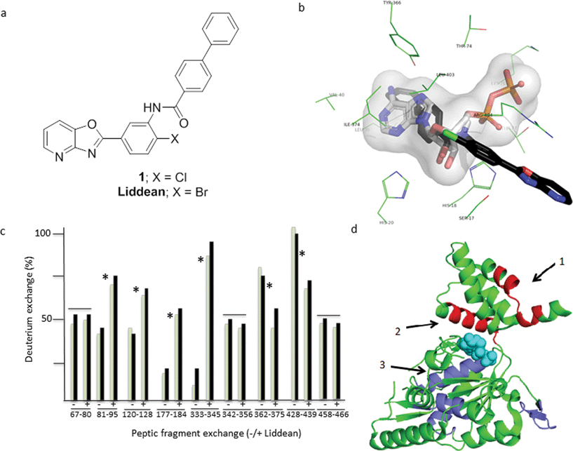 Discovery of a novel ligand that modulates the protein–protein ...