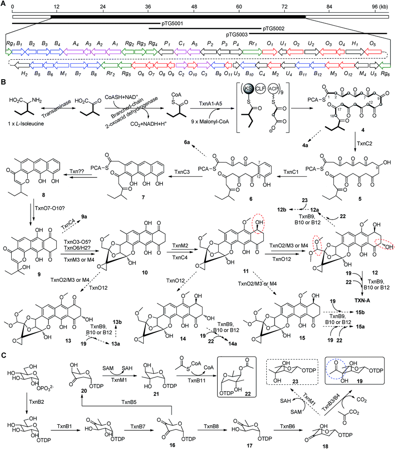 Biosynthesis of trioxacarcin revealing a different starter unit and ...