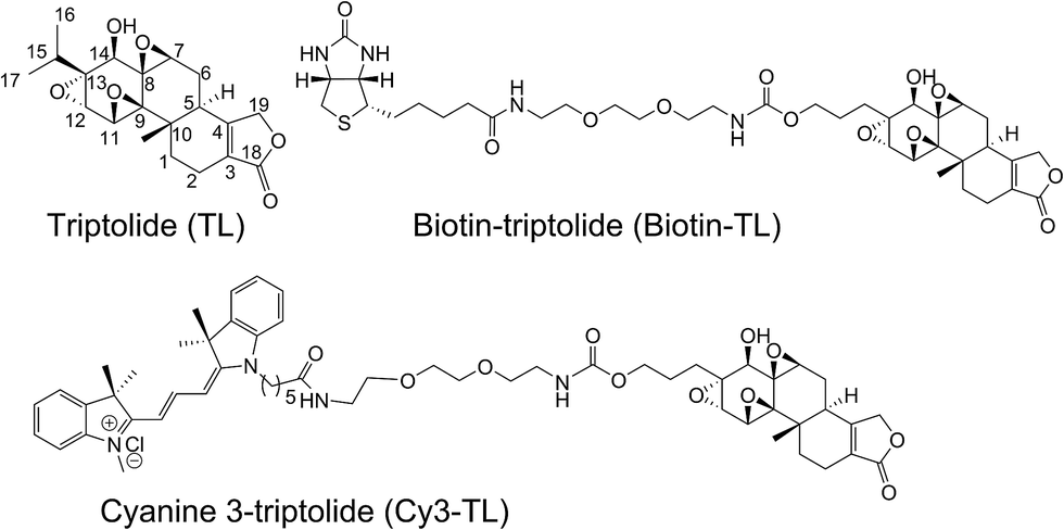 Natural products triptolide, celastrol, and withaferin A inhibit the ...