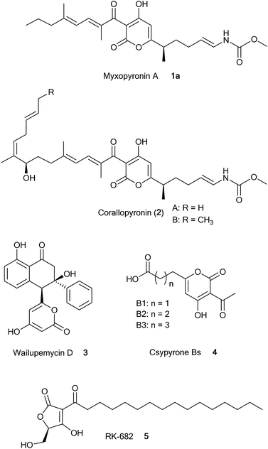 In vitro reconstitution of α-pyrone ring formation in myxopyronin ...