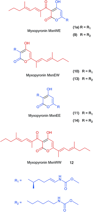 In vitro reconstitution of α-pyrone ring formation in myxopyronin ...