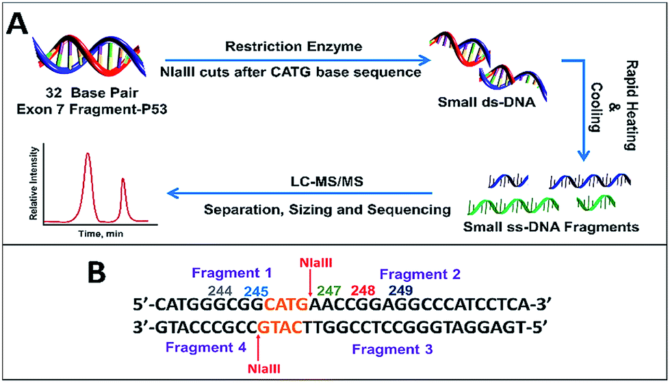 Chemical selectivity of nucleobase adduction relative to in vivo ...
