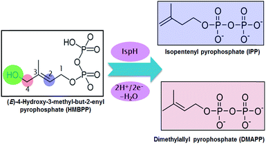 Mechanistic insights into the reductive dehydroxylation pathway for the ...