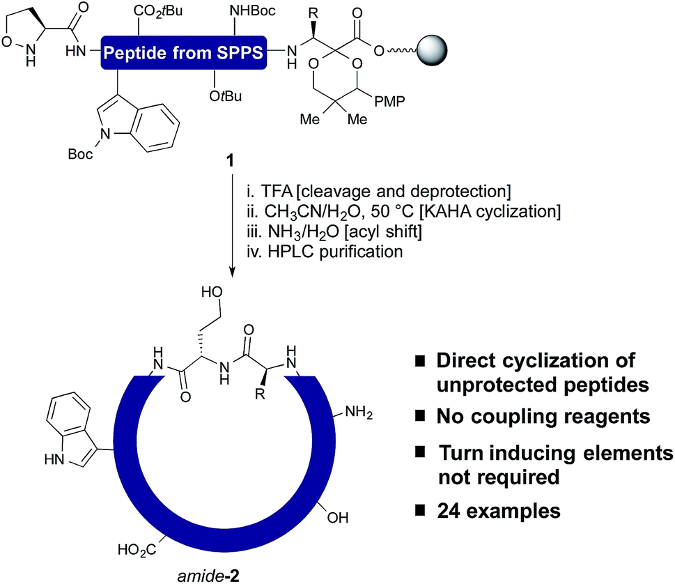 Spontaneous head-to-tail cyclization of unprotected linear peptides ...