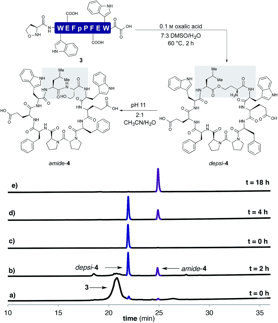 Spontaneous head-to-tail cyclization of unprotected linear peptides ...