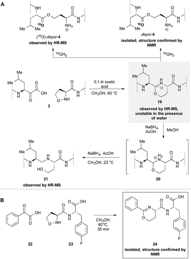 Spontaneous head-to-tail cyclization of unprotected linear peptides ...