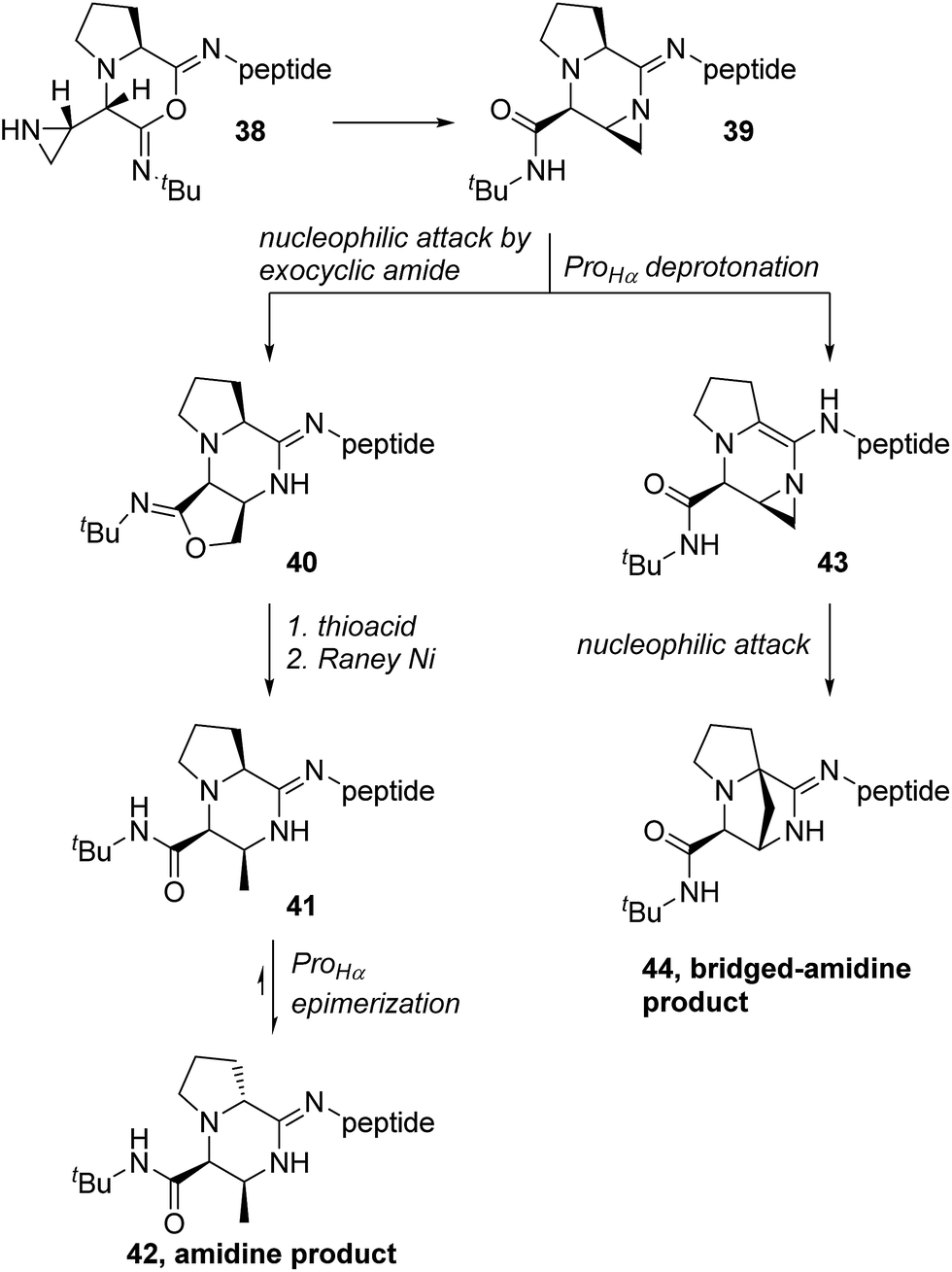 Mechanistic investigation of aziridine aldehyde-driven peptide ...