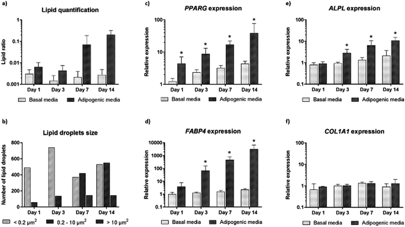 Tracking adipogenic differentiation of skeletal stem cells by label ...