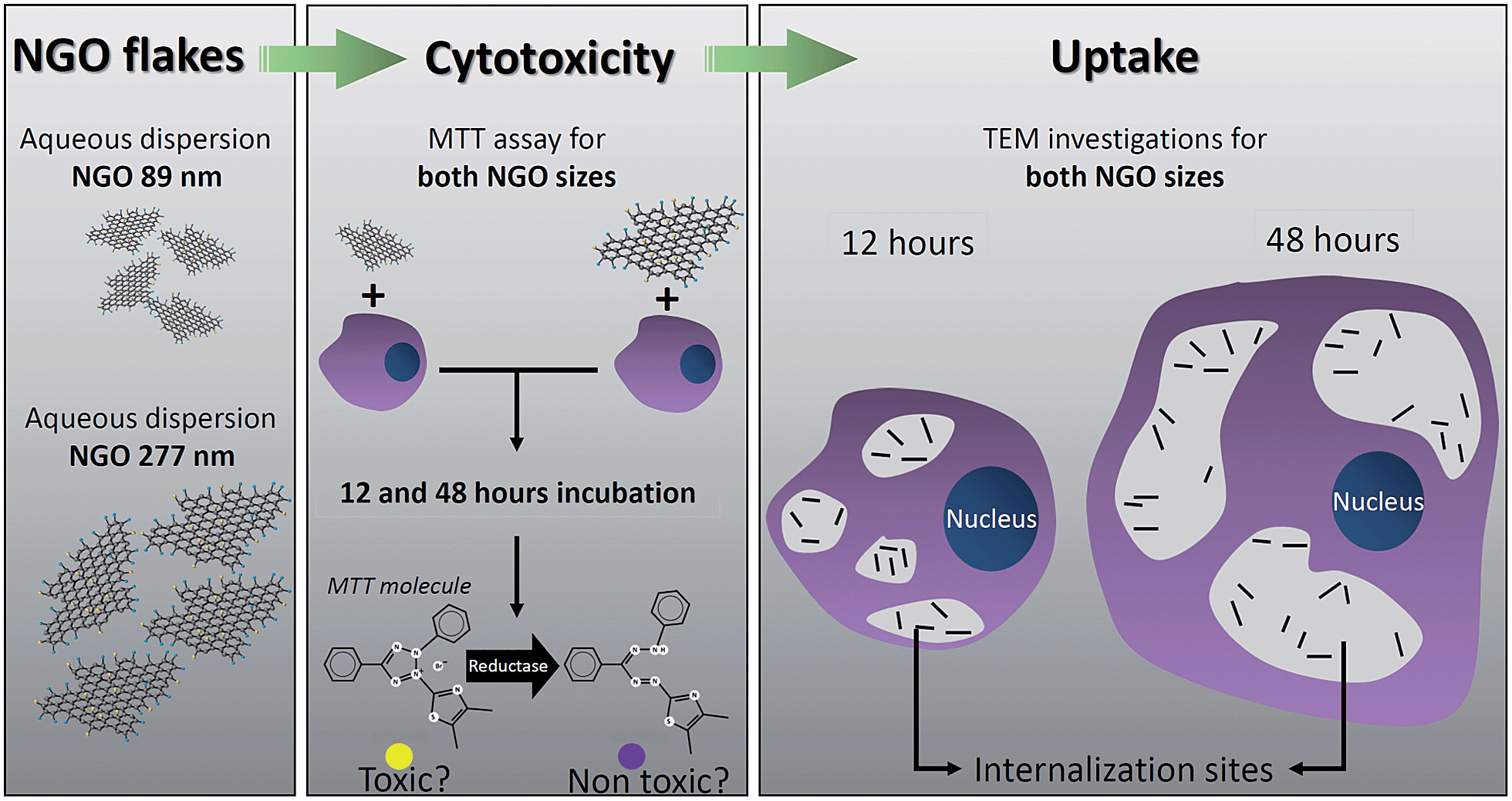 A size dependent evaluation of the cytotoxicity and uptake of nanographene oxide - Journal of ...