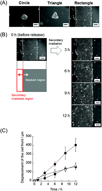 Dynamic control of cell adhesion on a stiffness-tunable substrate for ...