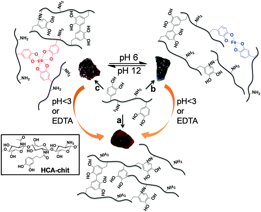 Bioinspired pH and magnetic responsive catechol-functionalized chitosan ...