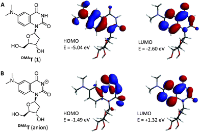 A fluorescent surrogate of thymidine in duplex DNA - Chemical ...