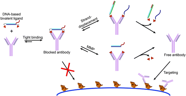 DNA-based control of protein activity - Chemical Communications (RSC ...