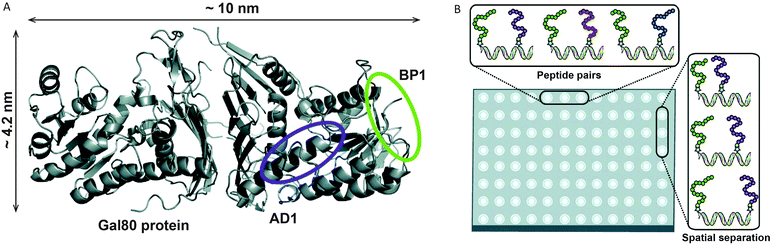 DNA-based control of protein activity - Chemical Communications (RSC ...