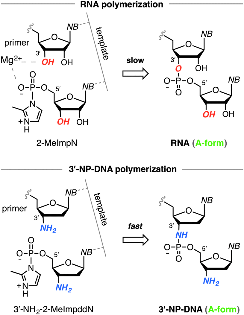 Synthesis of activated 3′-amino-3′-deoxy-2-thio-thymidine, a superior ...