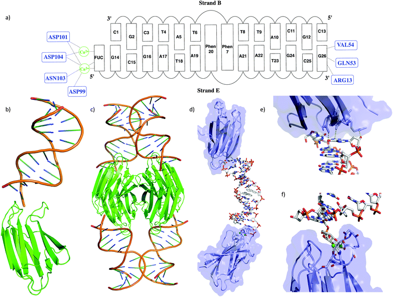 X-ray structure of a lectin-bound DNA duplex containing an unnatural ...
