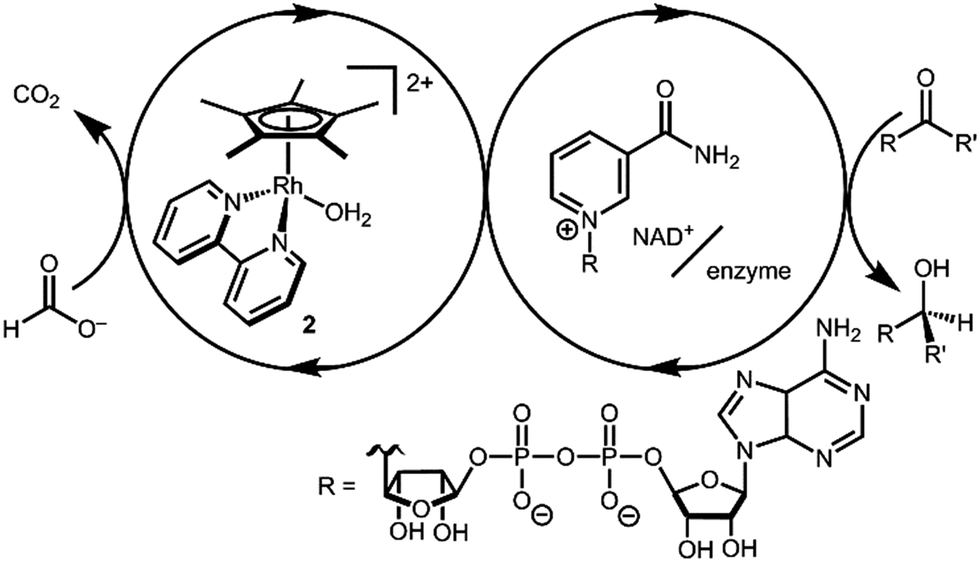Cyclopentadiene-mediated hydride transfer from rhodium complexes ...