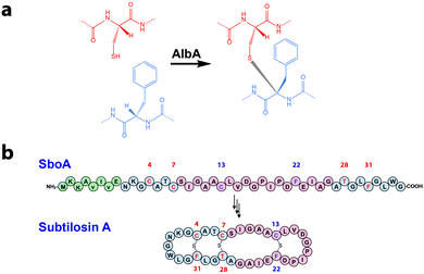 Thioether bond formation by SPASM domain radical SAM enzymes: C α H ...