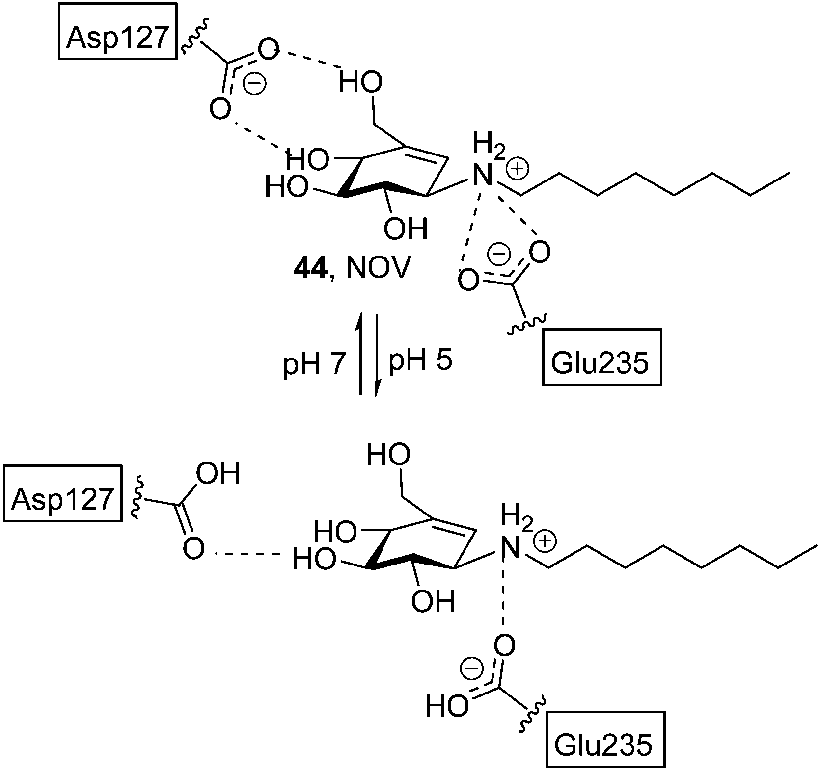 Glycomimetic-based pharmacological chaperones for lysosomal storage ...