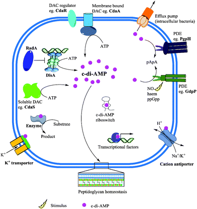 Cyclic dinucleotide (c-di-GMP, c-di-AMP, and cGAMP) signalings have ...