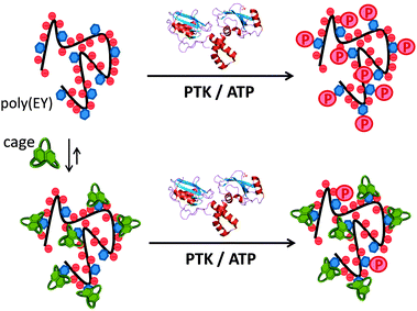 Supramolecular protection from the enzymatic tyrosine phosphorylation ...