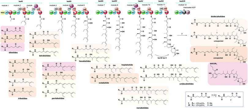 Second-generation probes for biosynthetic intermediate capture: towards ...
