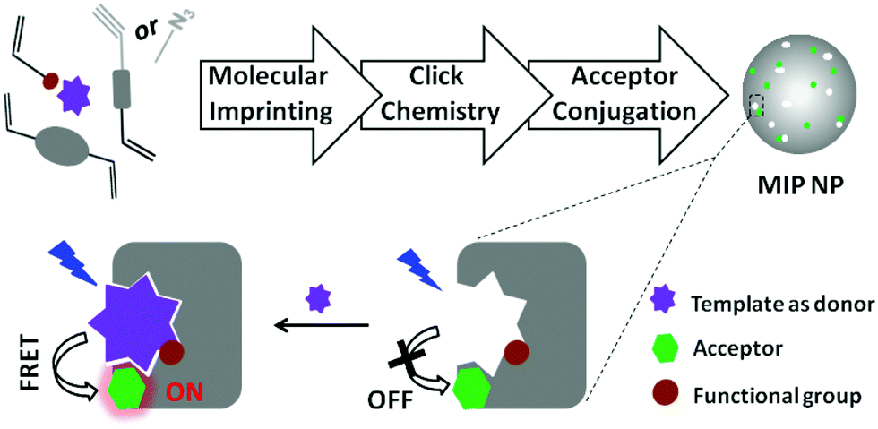 A modular approach for assembling turn-on fluorescence sensors using molecularly imprinted ...