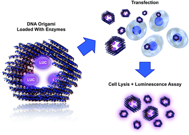 Cellular delivery of enzyme-loaded DNA origami - Chemical ...