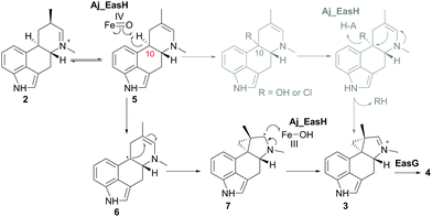 Structural characterization of EasH ( Aspergillus japonicus ) – an ...