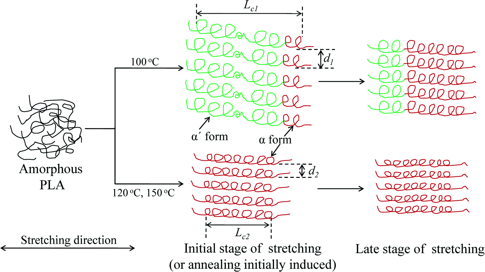 Thermal strain-induced cold crystallization of amorphous poly(lactic acid) - CrystEngComm (RSC ...